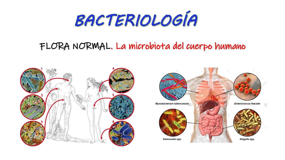 Flora normal La microbiótica del cuerpo humano | Victor Manuel | uDocz