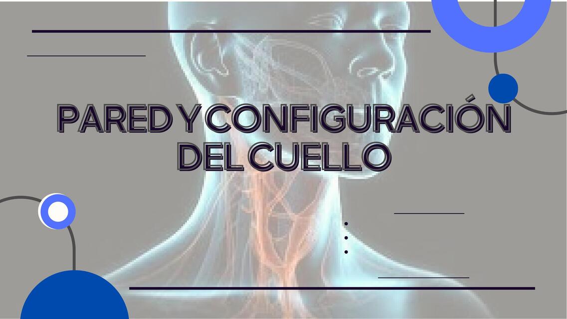 Pared y configuración del cuello anatomia Diapositivas | Jeanniel | uDocz