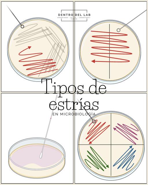 Tipos de estrías Dentro del lab | Dentro del lab 🔬🩵 | uDocz