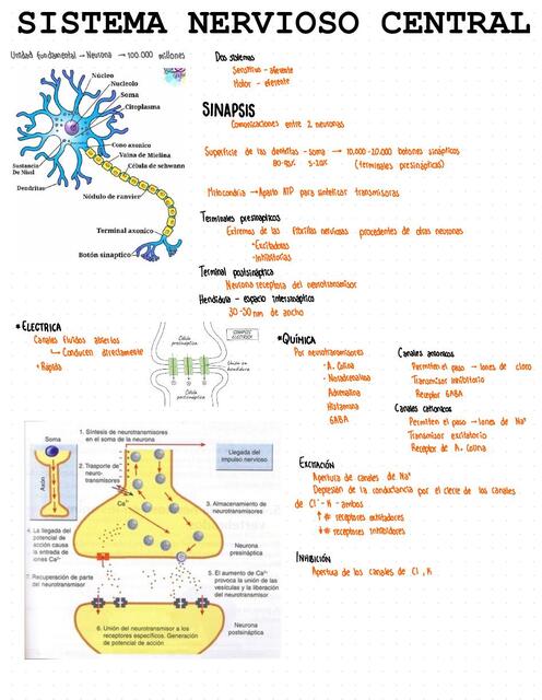 Sistema Nervioso Central | Alexia Hernandez | uDocz