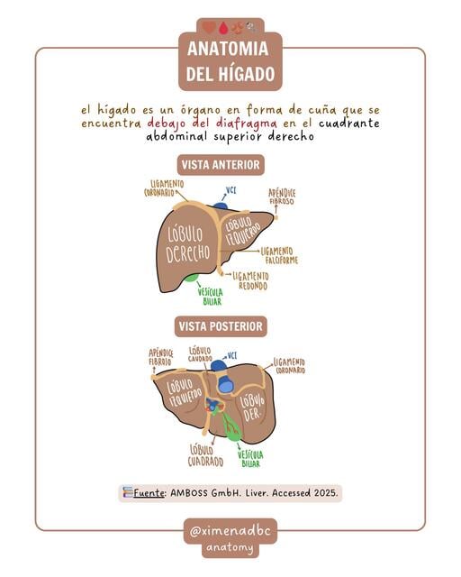 Anatomía del hígado | Ximena | uDocz