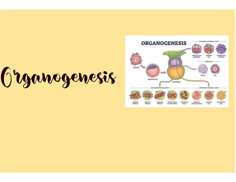 organogenesis semana 3 a 8 final | Angy | uDocz