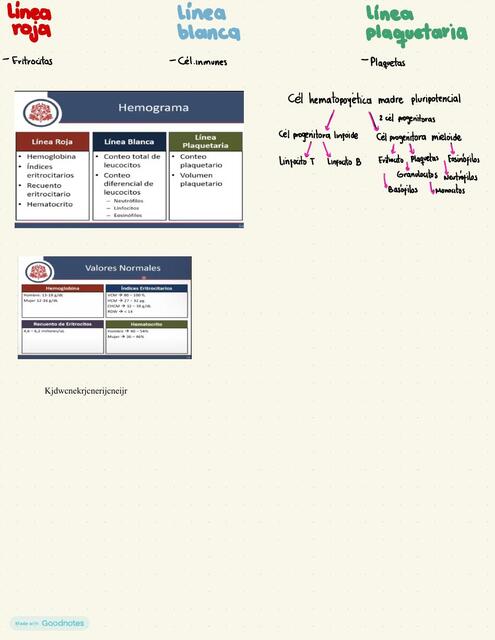 Hemograma | KAREN DAYANA MARIN CELIS | uDocz