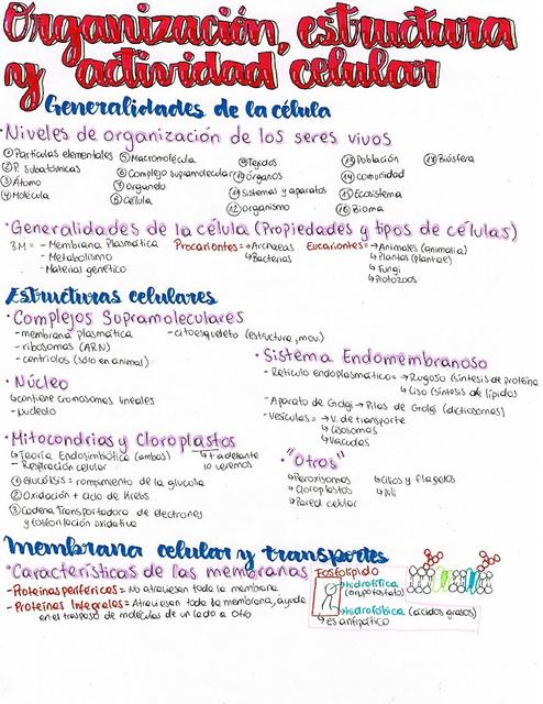 Organización estructura y actividad celular - Biología común - PDT (ex ... Organización estructura y actividad celular - Biología común - PDT (ex ...