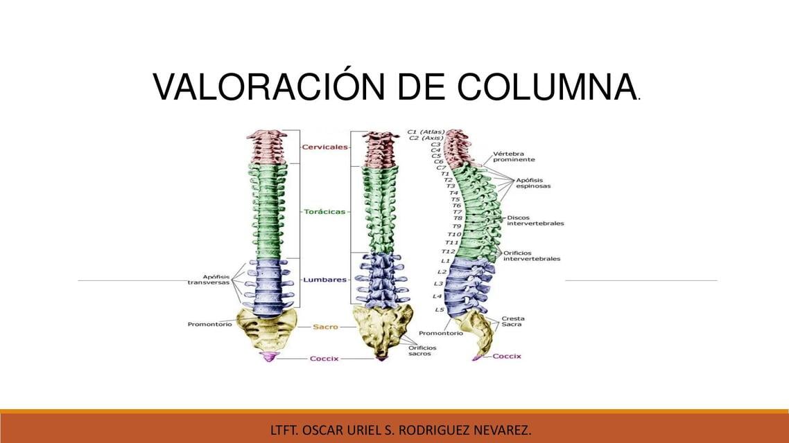 columna clase | vita | uDocz