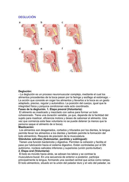 Deglución | Antonella Alamo | uDocz