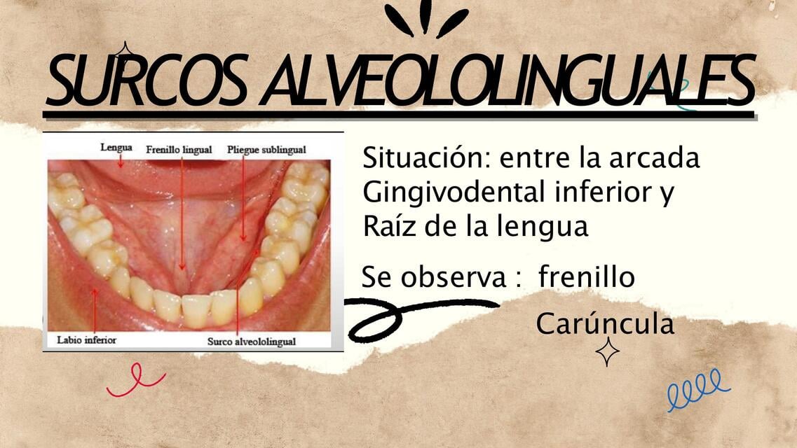 Surcos alveololinguales | Mayk Yujra | uDocz