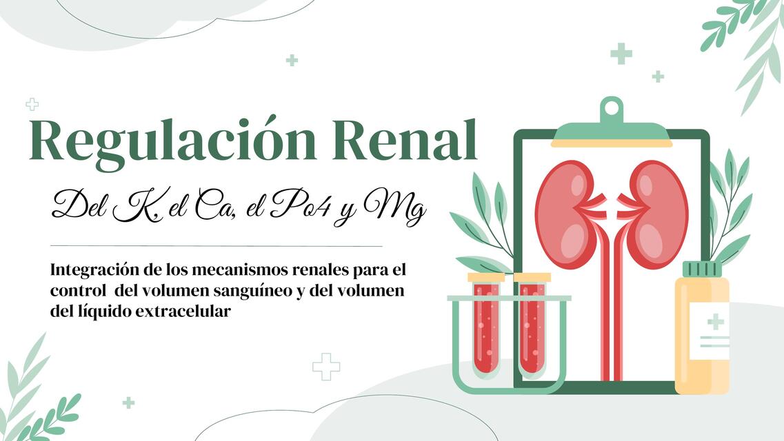 REGULACION RENAL pptx 1 | Alejandra | uDocz