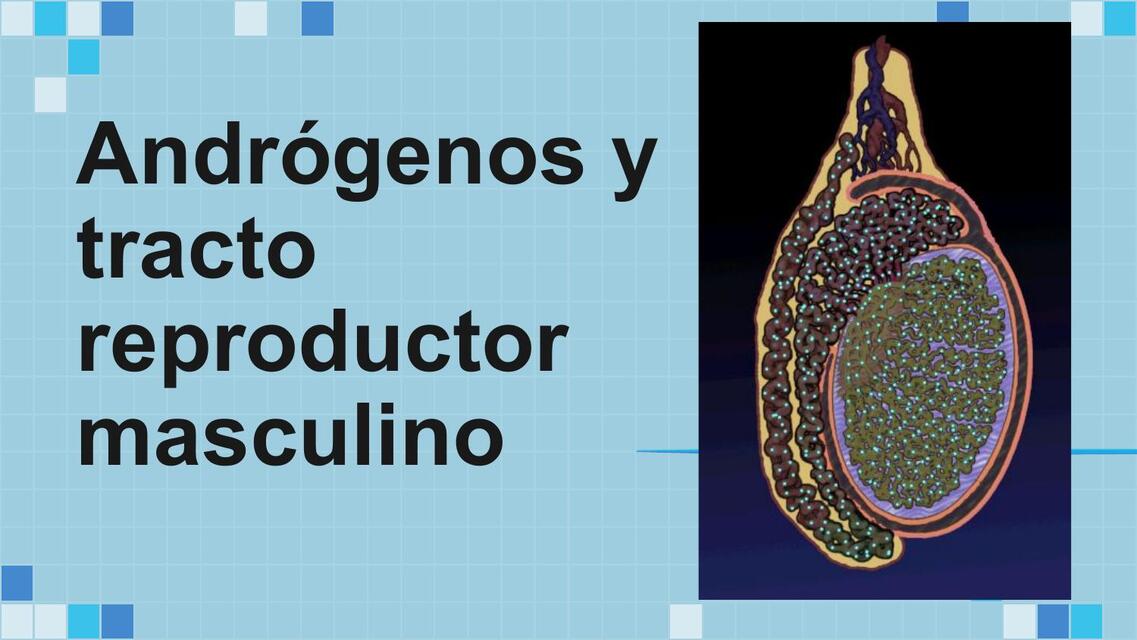 Andrógenos y tracto reproductor masculino pptx | nova | uDocz