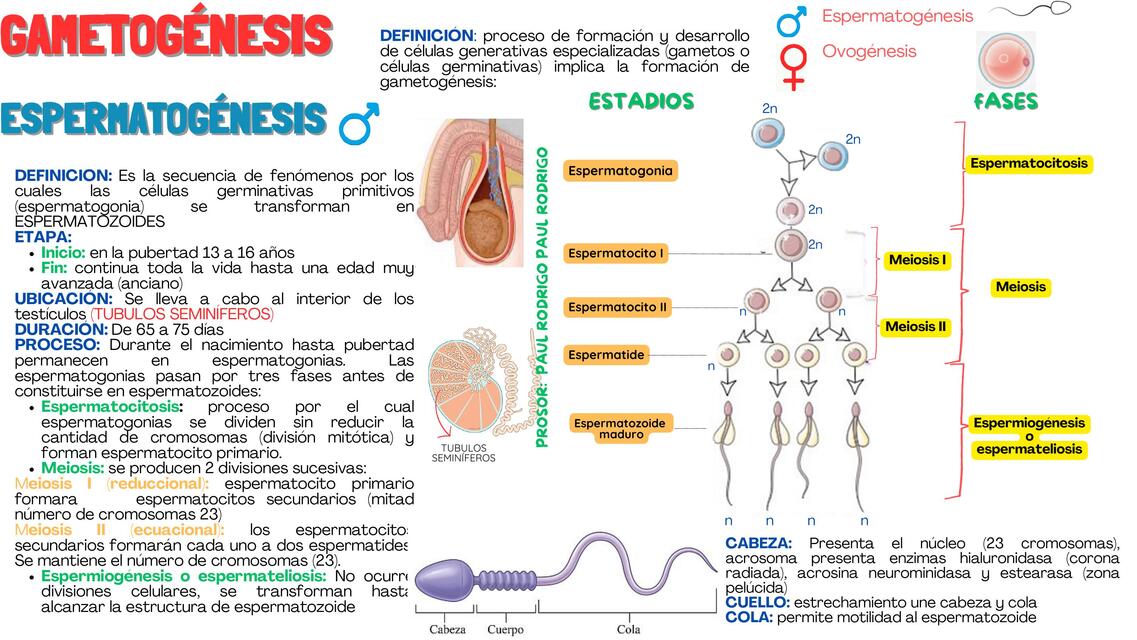 GAMETOGÉNESIS | PRo.BioMedic | uDocz