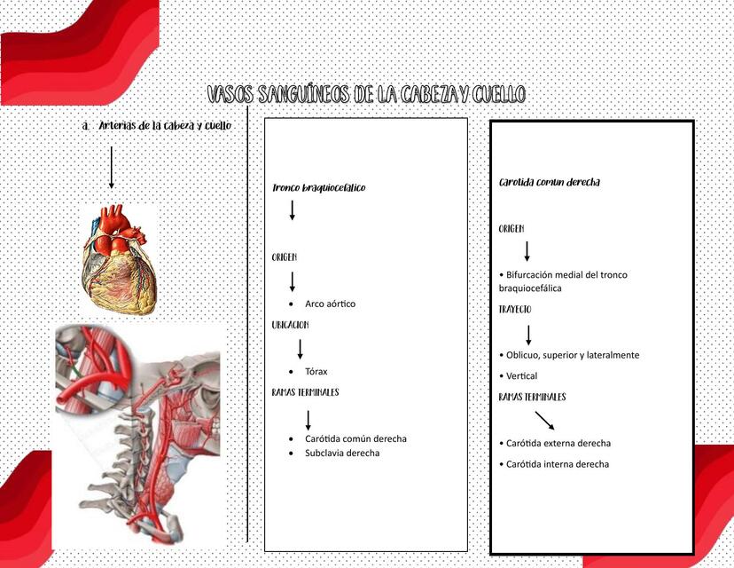 arterias y venas | Fabiola Ixim | uDocz