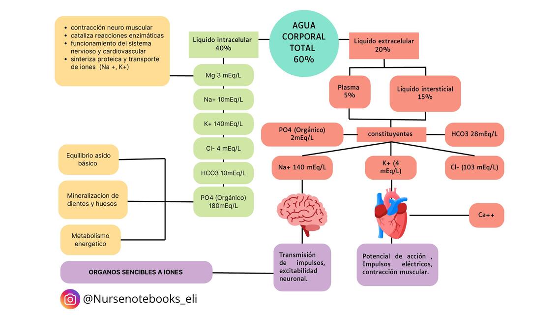 Distribucion De Liquidos Corporales Elizabeth Ortiz O Udocz