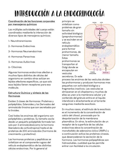Cap 75 Endocrino | Luz Belén | uDocz
