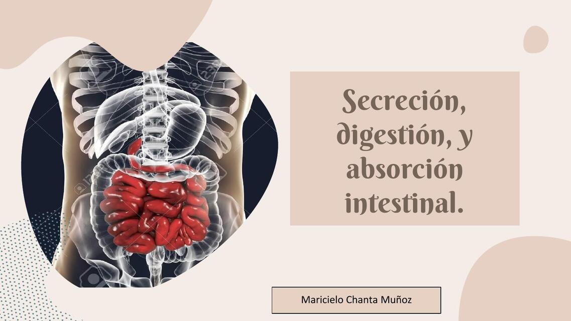 Secreción digestión y absorción intestinal | Maricielo | uDocz