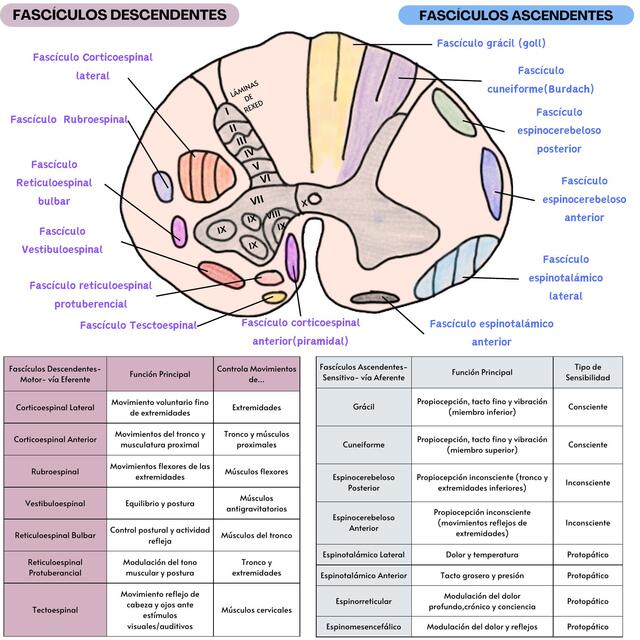 FASCÍCULOS ASCENDENTES Y DESCENDENTES | MediVerso_ | uDocz