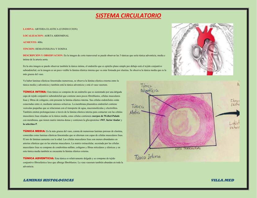 LAMINAS HISTOLOGICAS DE SISTEMA CIRCULATORIO | Villa.Med | uDocz