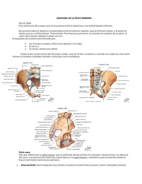 ANATOMIA DE LA PELVIS FEMENINA | Cynthia | uDocz