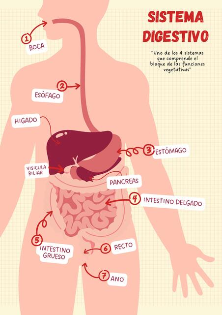 Sistema Digestivo | Sandra | uDocz