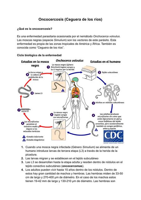 Oncocercosis (Ceguera de los ríos) | Tepezcuintle | uDocz