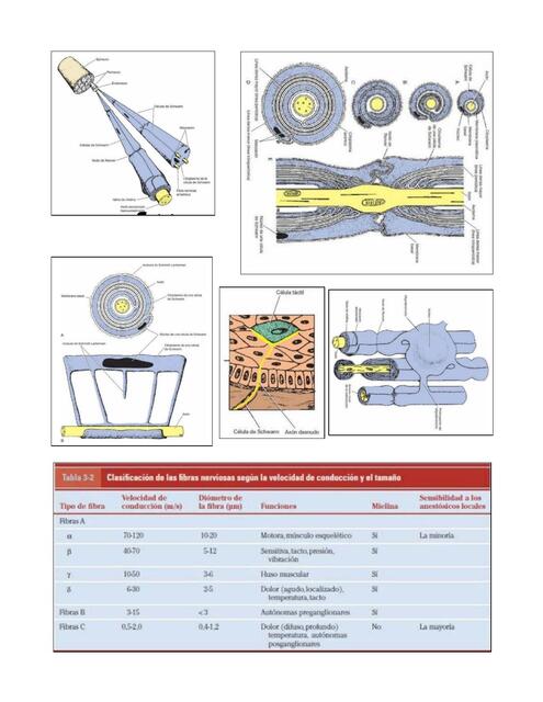 Imegenes Oido interno | Daniel | uDocz