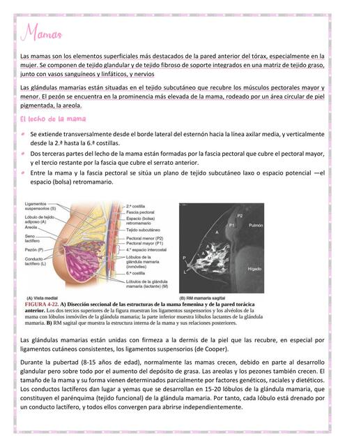 Anatomia de las mamas | Yanely | uDocz