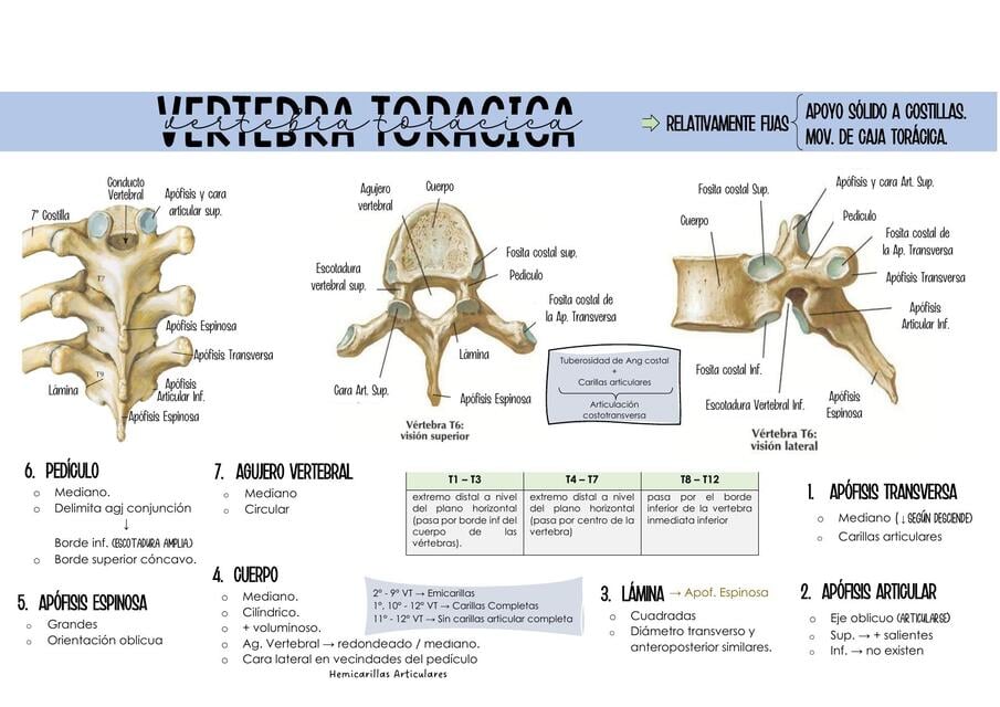 VERTEBRA TORACICA | Luciana | uDocz