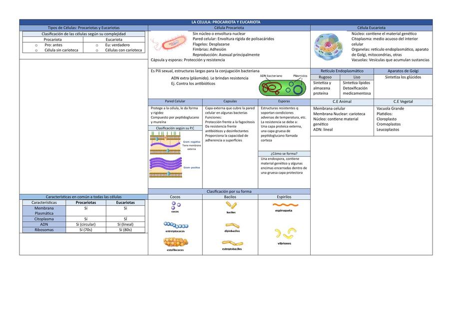 LA CELULA PROCARIOTA Y EUCARIOTA | Val | uDocz