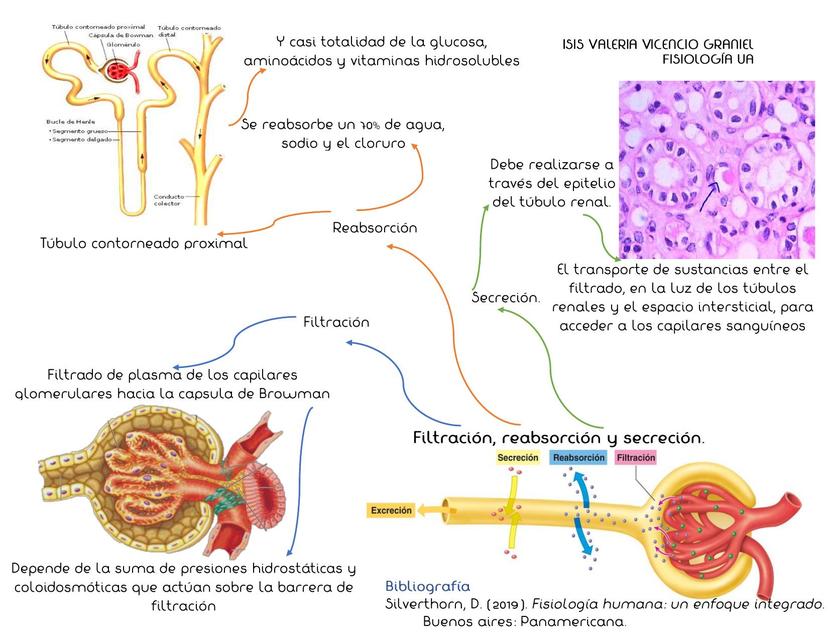 5 Fisiología de filtración reabsorción y secreción (Mapa mental ... 5 Fisiología de filtración reabsorción y secreción (Mapa mental ...