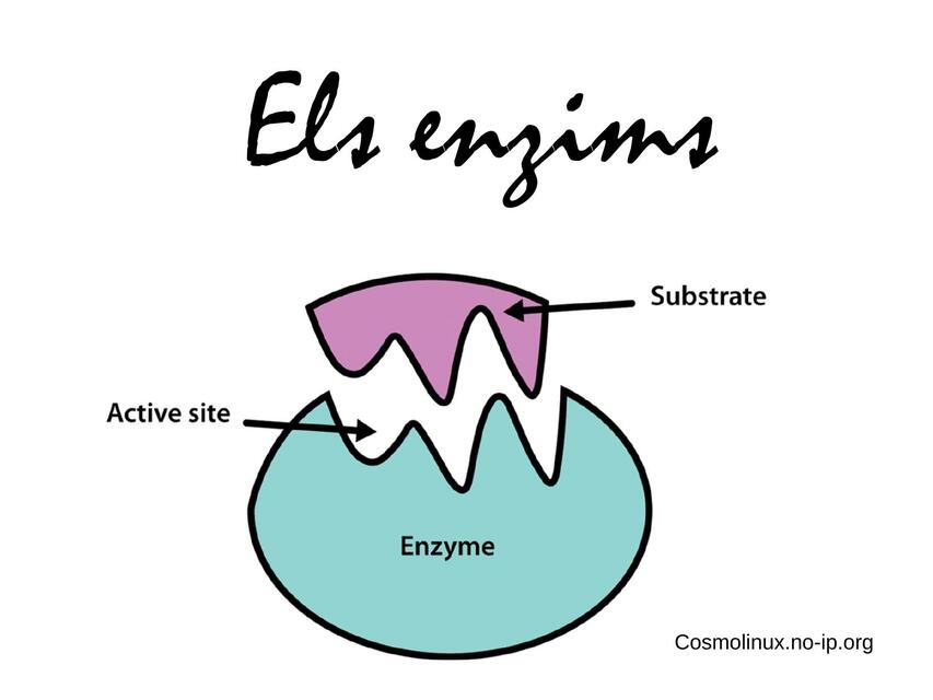 Enzimas | Walther | uDocz