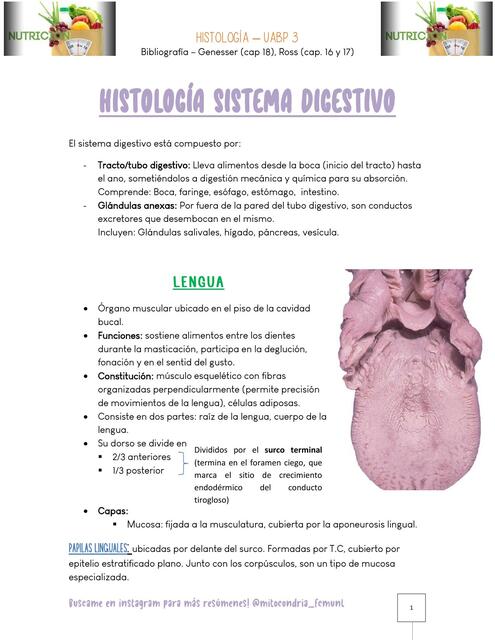 HISTOLOGÍA SISTEMA DIGESTIVO Boca-estómago - NUT UBAP3 - GENESSER Y ROSS | Constanza | uDocz