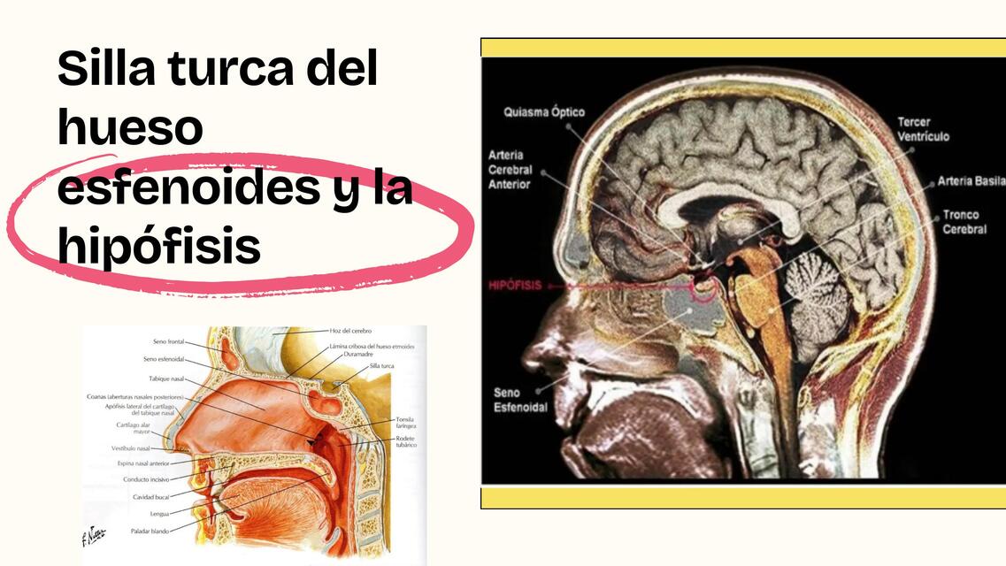 Silla turca e hipófisis | Jose Angel | uDocz