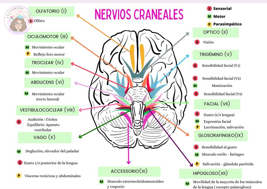 NERVIOS CRANEALES | Melina | uDocz