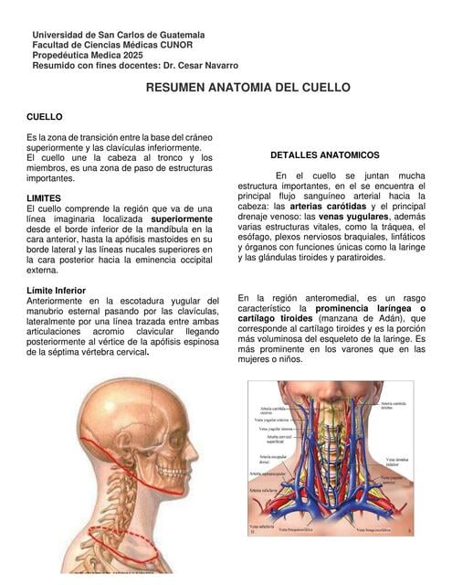 Resumen Anatomia de Cuello | Anahí Dubon | uDocz