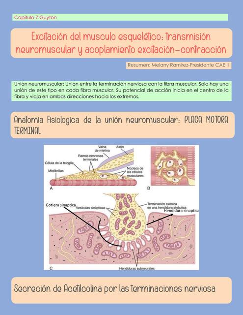 Cap 7 Guyton | Walter | uDocz