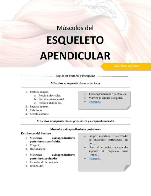 Músculos del esqueleto apendicular Incompleto | Alexandra Navarrete | uDocz