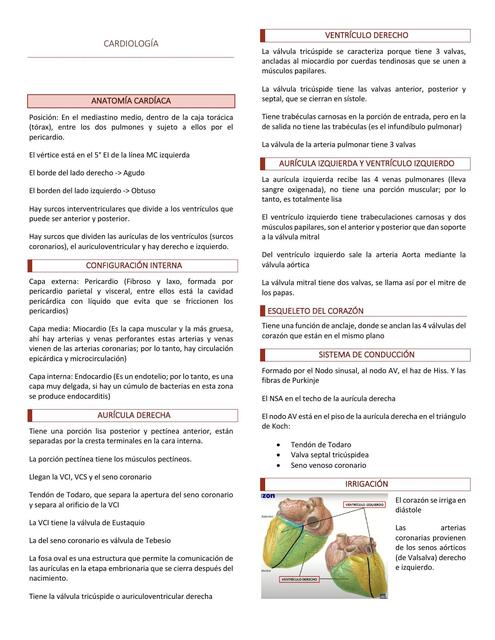 Anatomía de corazón Cardiologia | URIEL | uDocz
