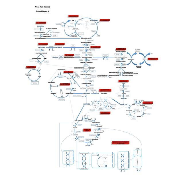 Rutas metabólicas | Alexa | uDocz