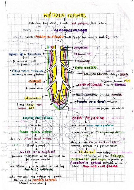 Anatomía médula espinal | fonoresumes24 | uDocz