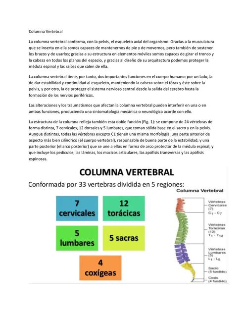 Columna Vertebral | Yami | uDocz