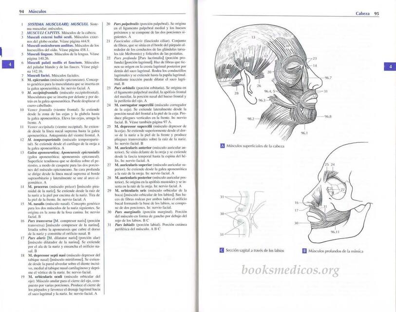 Flashcards de feneis | Por Ximena | uDocz