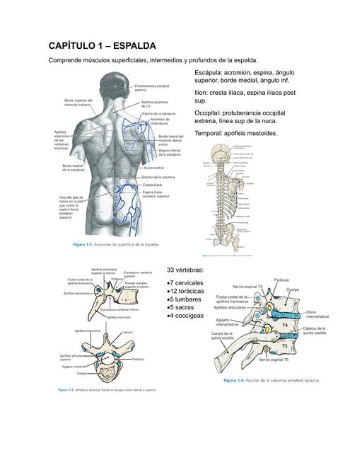anato disección | Zayetzy Moctezuma | uDocz