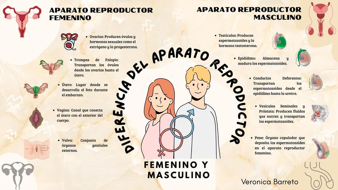 Aparato Reproductor femenino y masculino | Apuntescarol♡ | uDocz