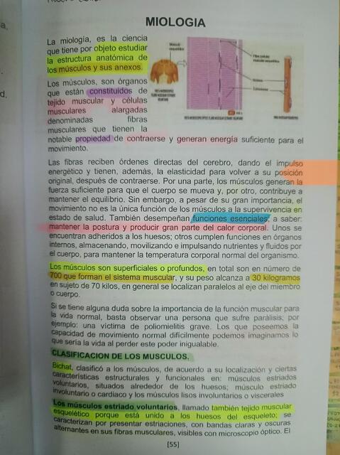 Miología | Dan yer TeLaMete | uDocz