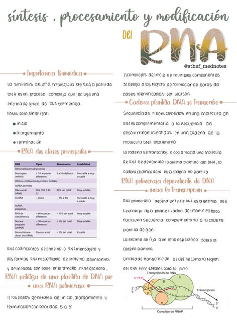 Sintesis Procesamiento Del RNA | Esthefany Pérez Zambrana | uDocz