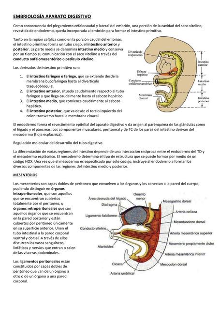 Embriología Aparato Digestivo | Mile Pierotti | uDocz