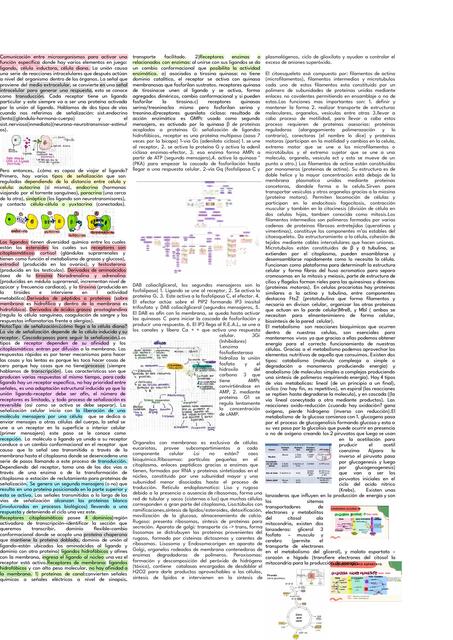 Cheat paper | Oriana Orozco | uDocz