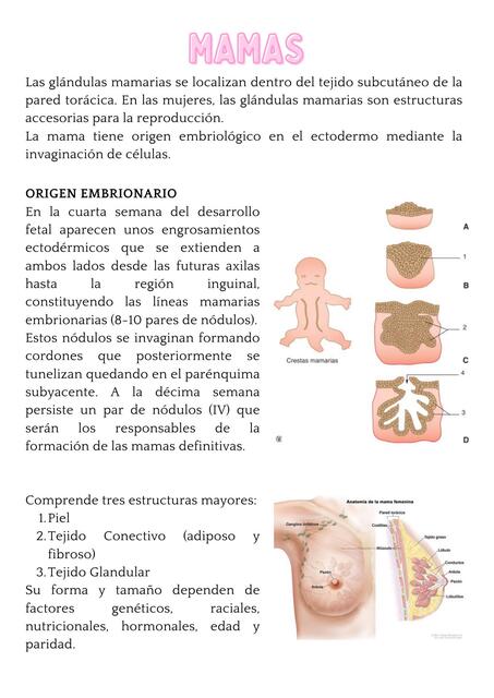 Anatomía de la mama | Stefany | uDocz