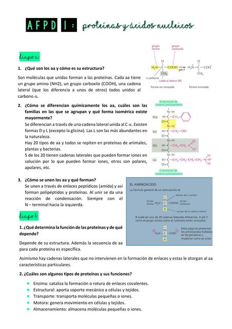 AFPD 1: Proteínas y Ácidos nucleicos | July Pino | uDocz