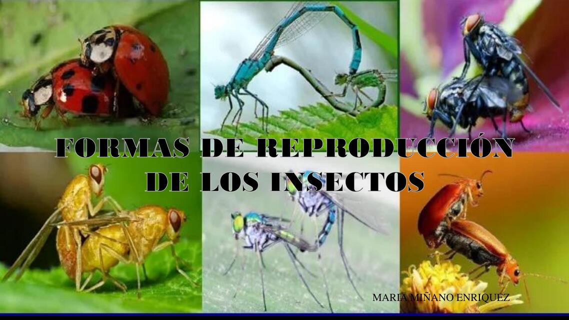 sesion n3 reproduccion de insectos | Alondra | uDocz