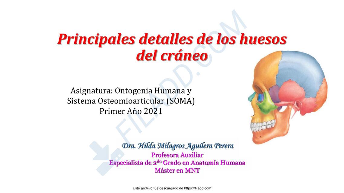 Principales detalles de los huesos del craneo | Jaxo | uDocz